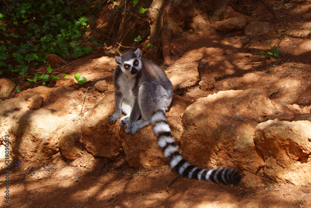 Lémur de cola anillada de Madagascar a la sombra en suelo rocoso marrón ...