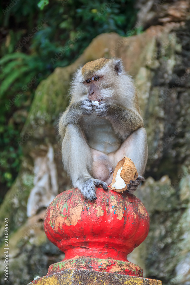 Wild monkey eating a coconut at the Batu Caves Kuala Lumpa Malaysia ...