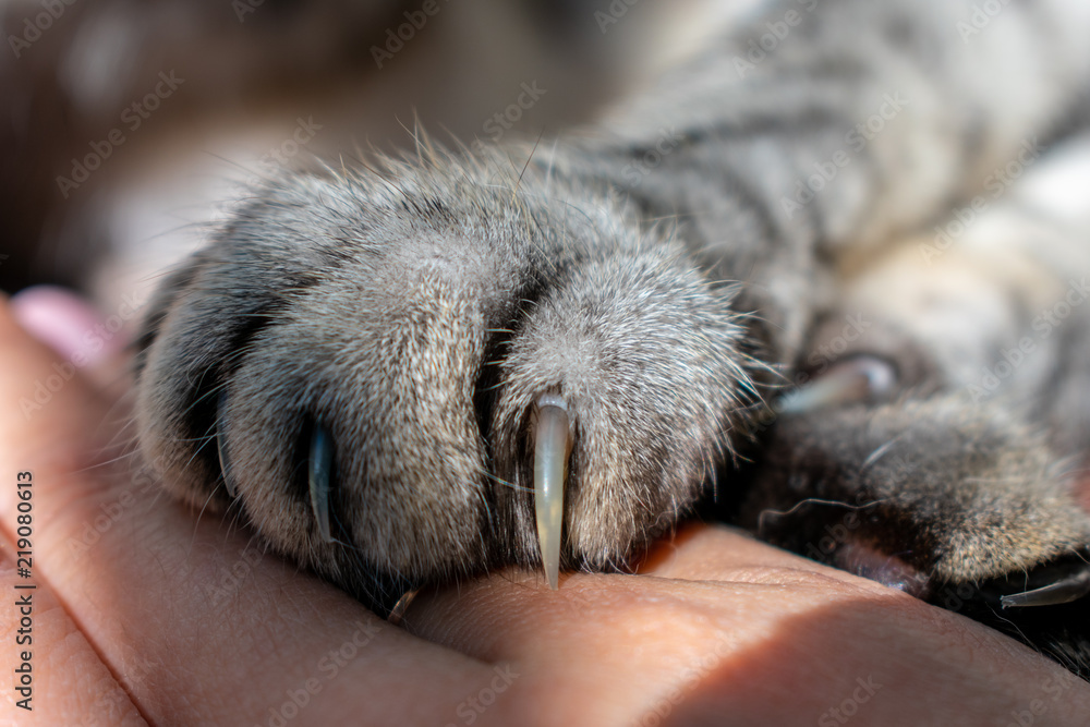 Striped cat's foot on the hand Stock Photo | Adobe Stock