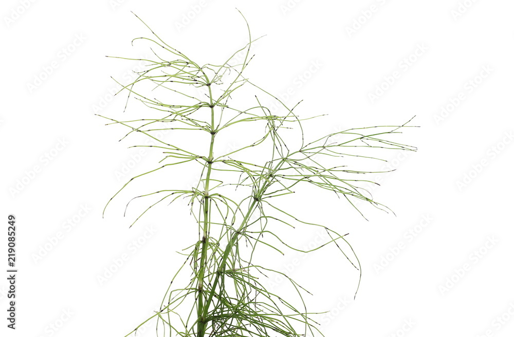 Horsetail (Equisetum arvense), fern, isolated on white background with ...