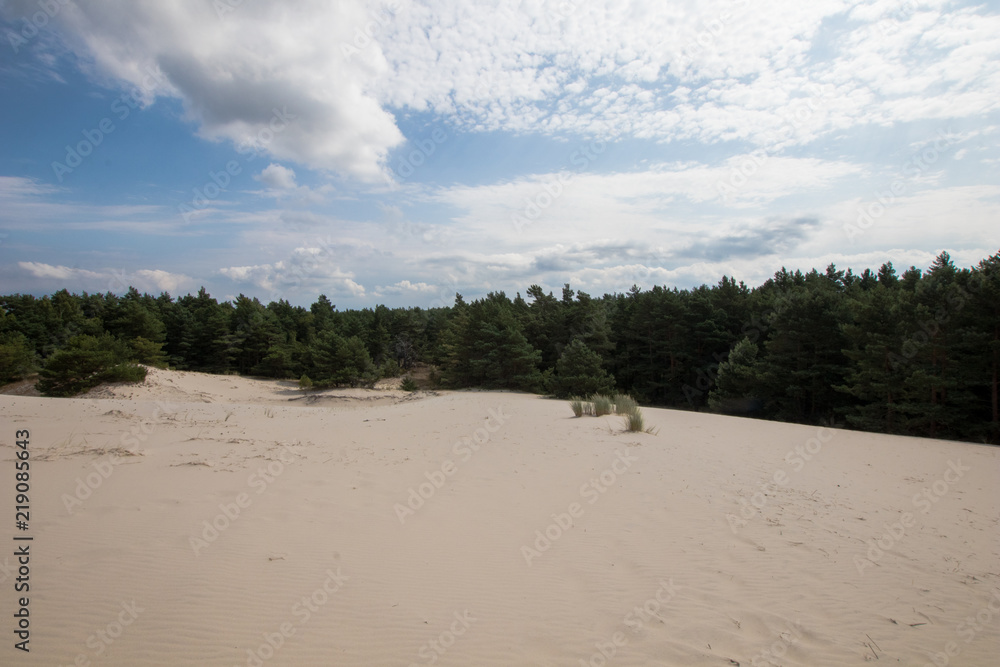 Sand dunes similar to the Sahara desert with a coniferous forest in the ...