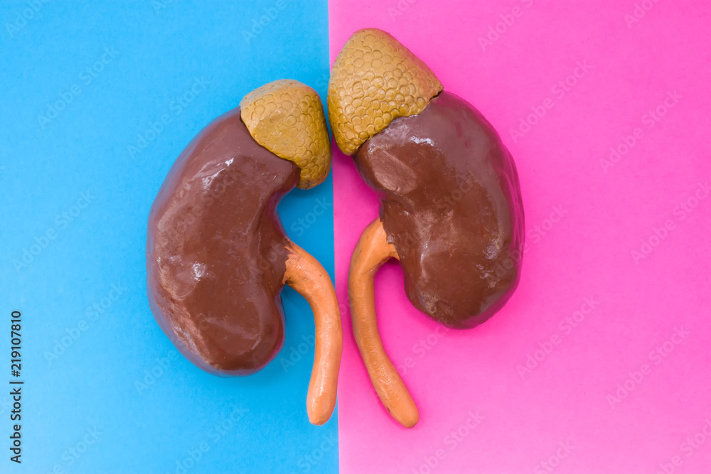 Anatomical shape of kidneys is located in middle of frame, divided by ...