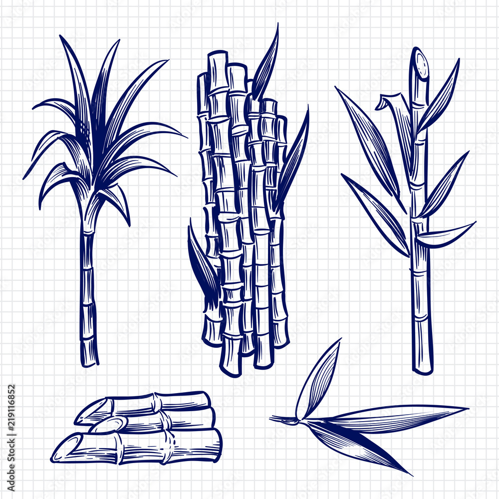Hand drawn sugar cane set vector illustration Stock Vector | Adobe Stock