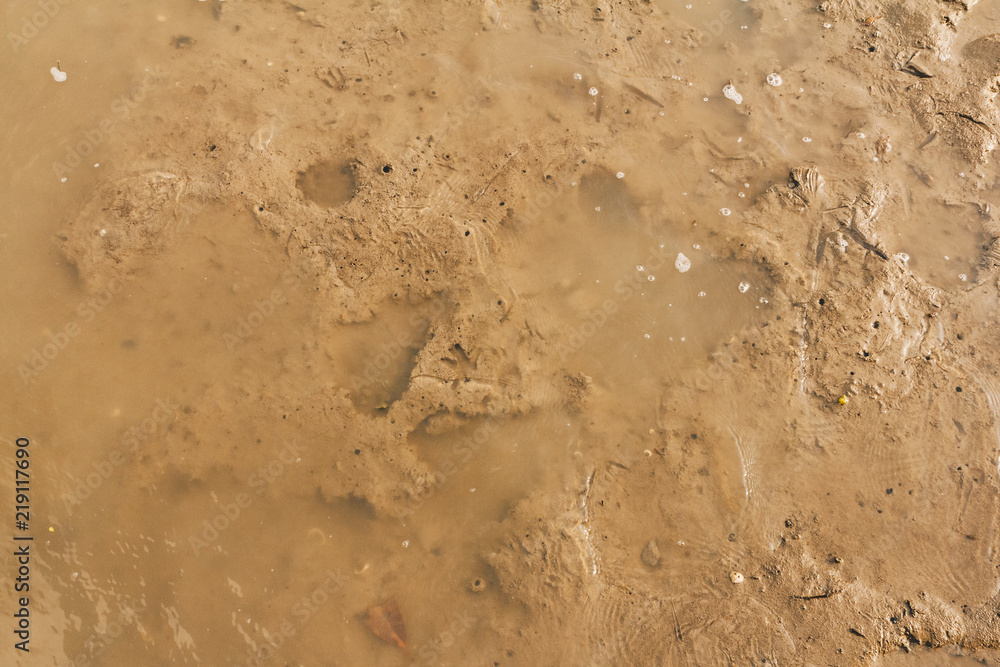 Mud in a mangrove forst in malaysia Stock Photo | Adobe Stock