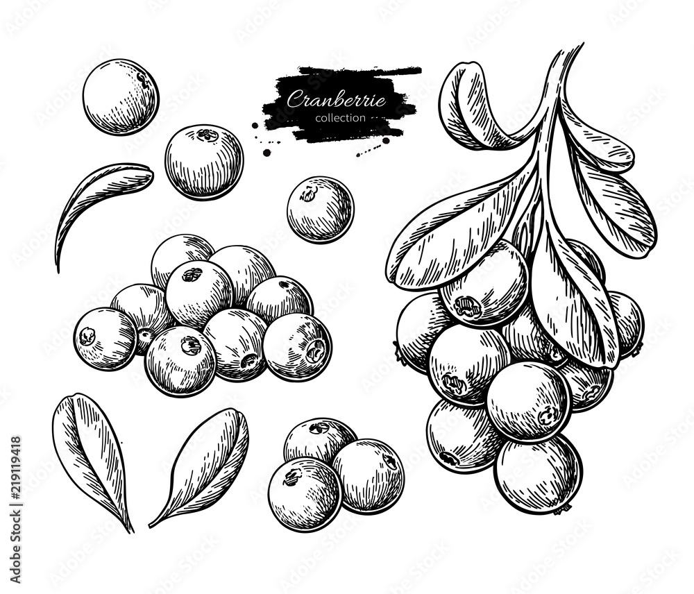 Cranberry vector drawing. Isolated berry branch sketch on white Stock ...