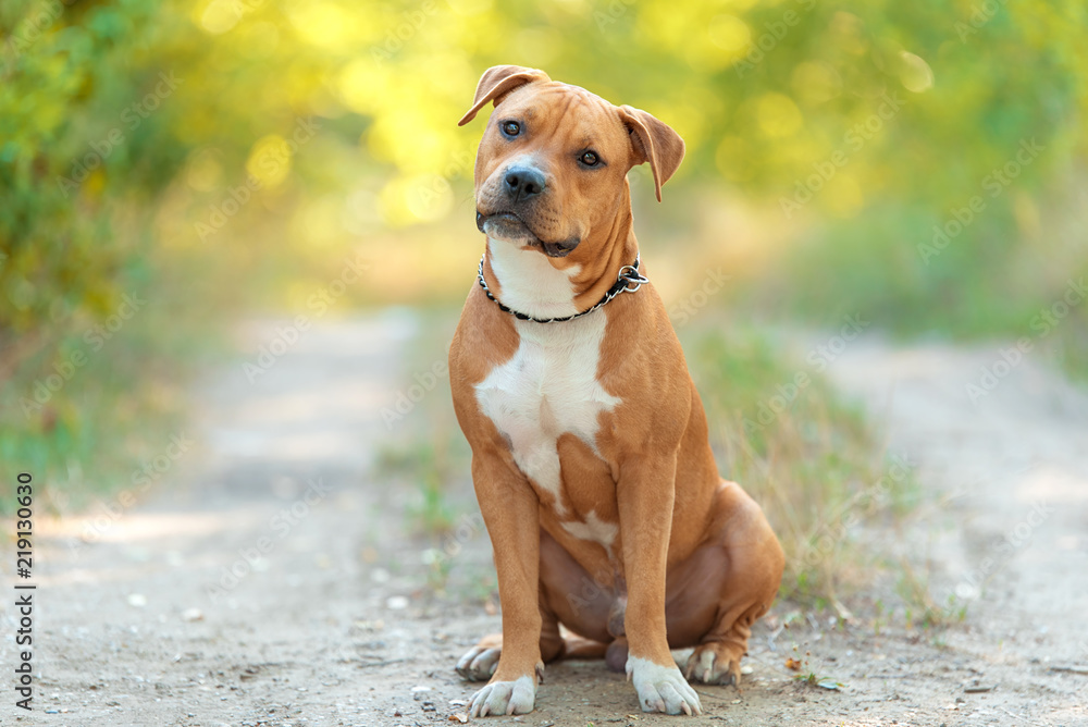Strong and beautiful American staffordshire terrier portrait Stock ...