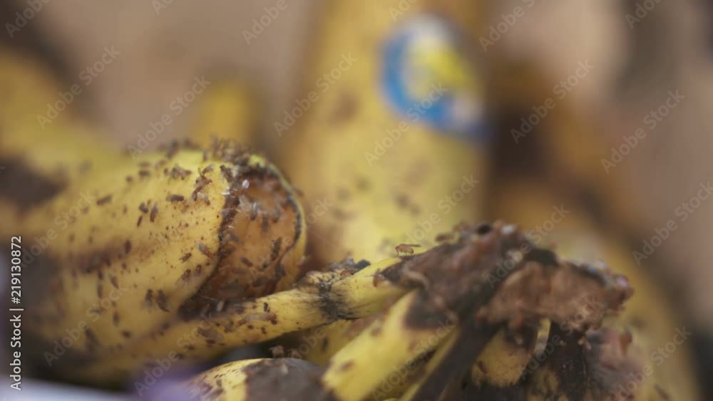 Common fruit flies on rotting banana fruit. Fruit fly feeding closeup ...