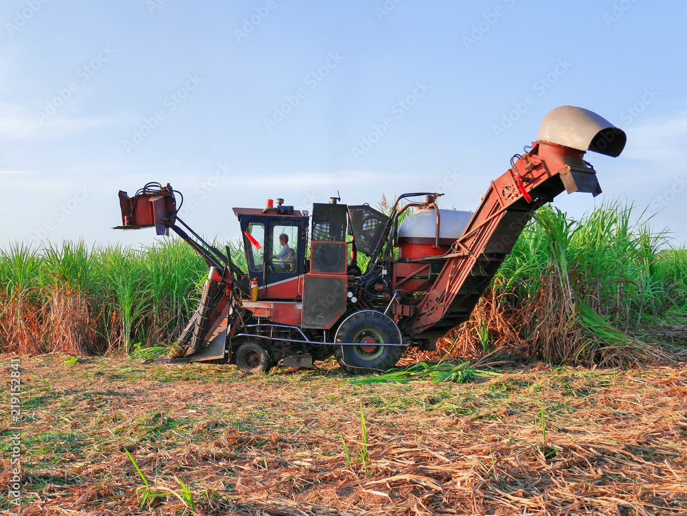 Sugar cane farm - Mechanical harvesting sugar cane field - Truck and ...