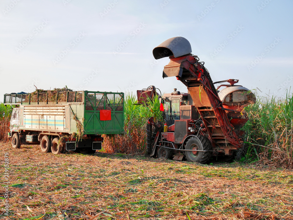 Sugar cane farm - Mechanical harvesting sugar cane field - Truck and ...