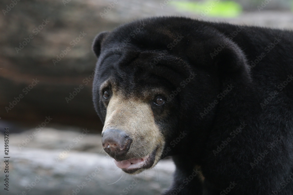 Black Malayan Sun Bear Stock Photo | Adobe Stock