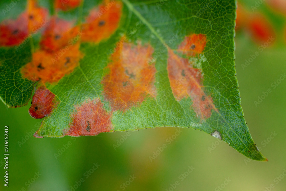 Red spots on the pear leaves. The tree is sick with fungus Stock Photo ...