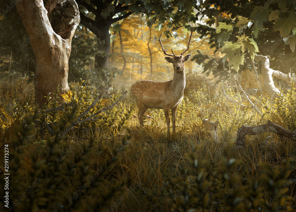 Reh im herbstlichen Wald Stock-Foto | Adobe Stock