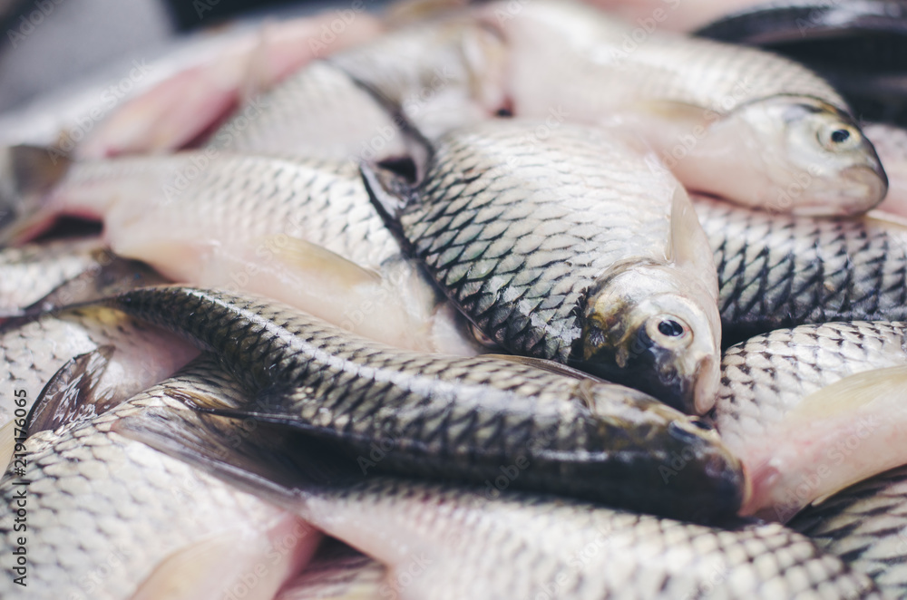 freshwater fish Barbonymus gonionotus Fishes of mass product from fresh ...