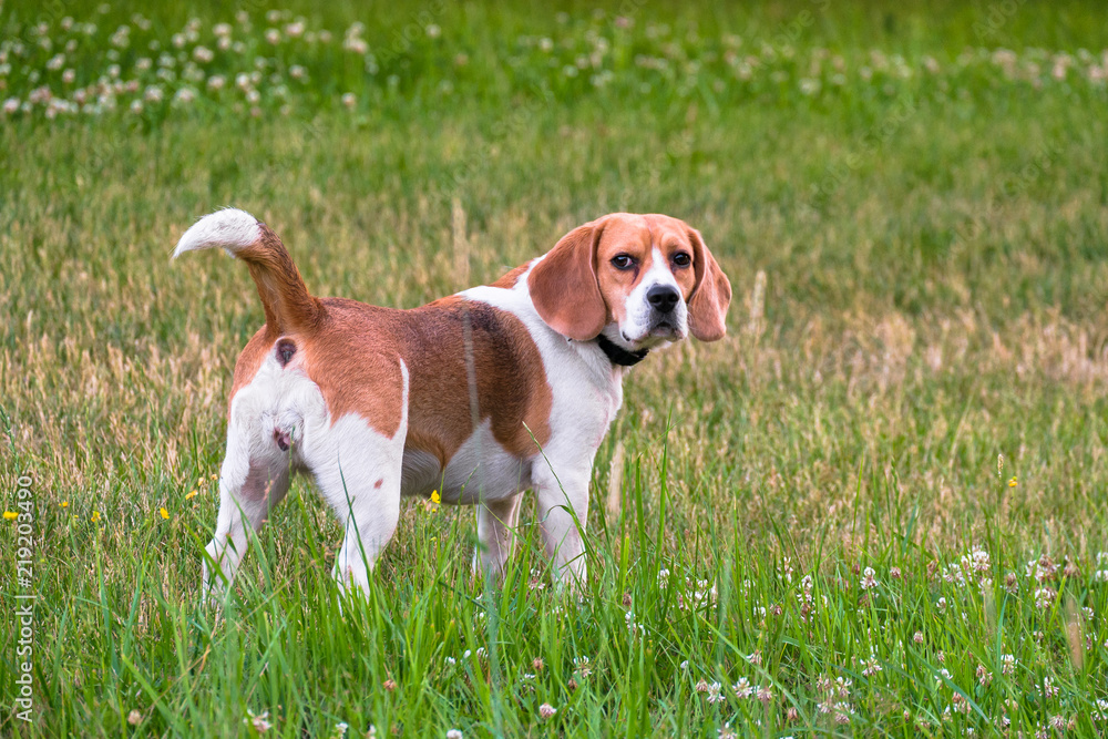 Adult Beagles