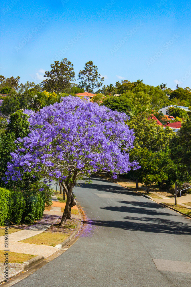 Australian Purple Trees