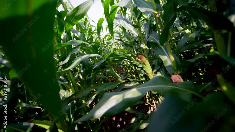 Escaping through corn in farmer's field. Running away deep amongst the ...