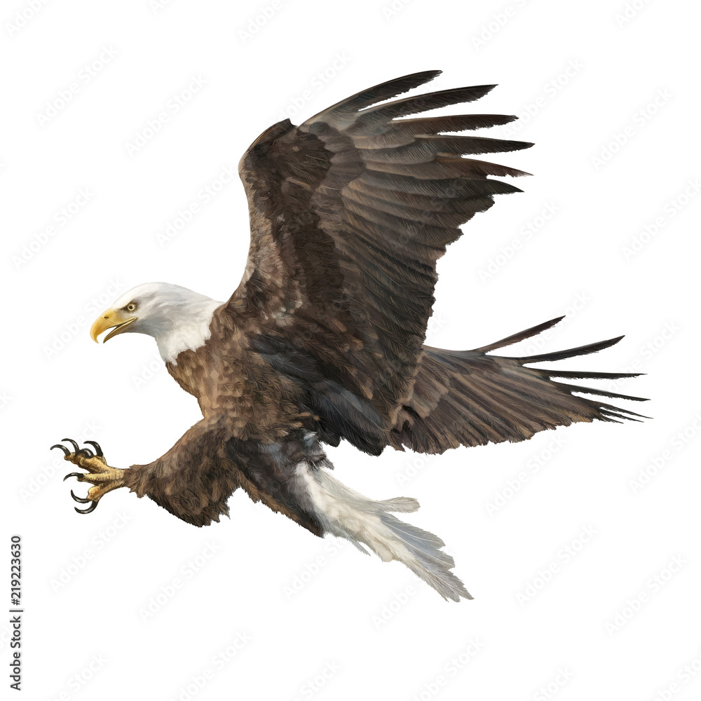 Bald eagle attack swoop hand draw and paint color on white background ...