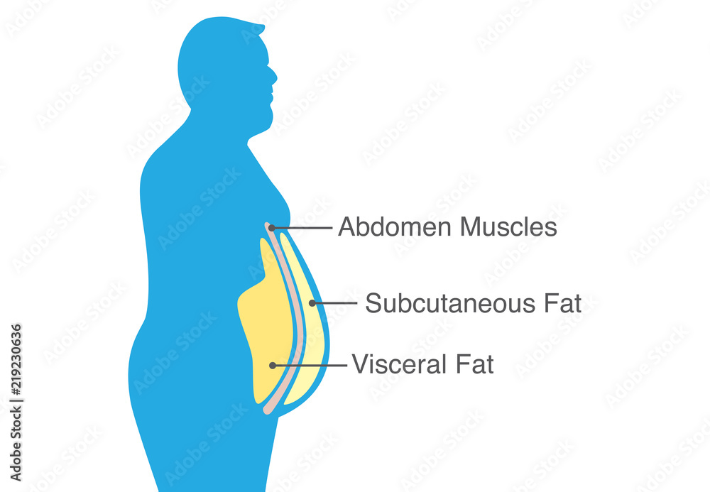 Location of Visceral fat stored within the abdominal cavity ...