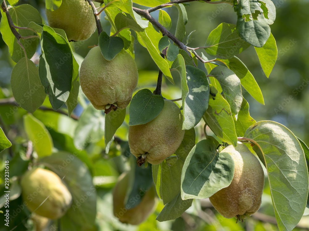 Foto de Cydonia oblonga. Le coing, fruit aromatique du cognassier ...