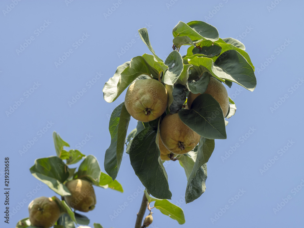 Foto de Cydonia oblonga. Le coing, fruit aromatique du cognassier ...