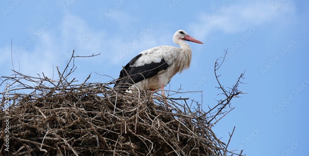 Storch Stock Photo | Adobe Stock