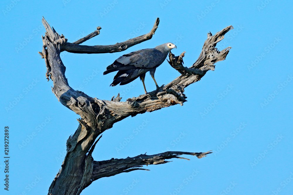 African Harrier Hawk Polyboroides Typus Bird With Grey Plumage Eagle