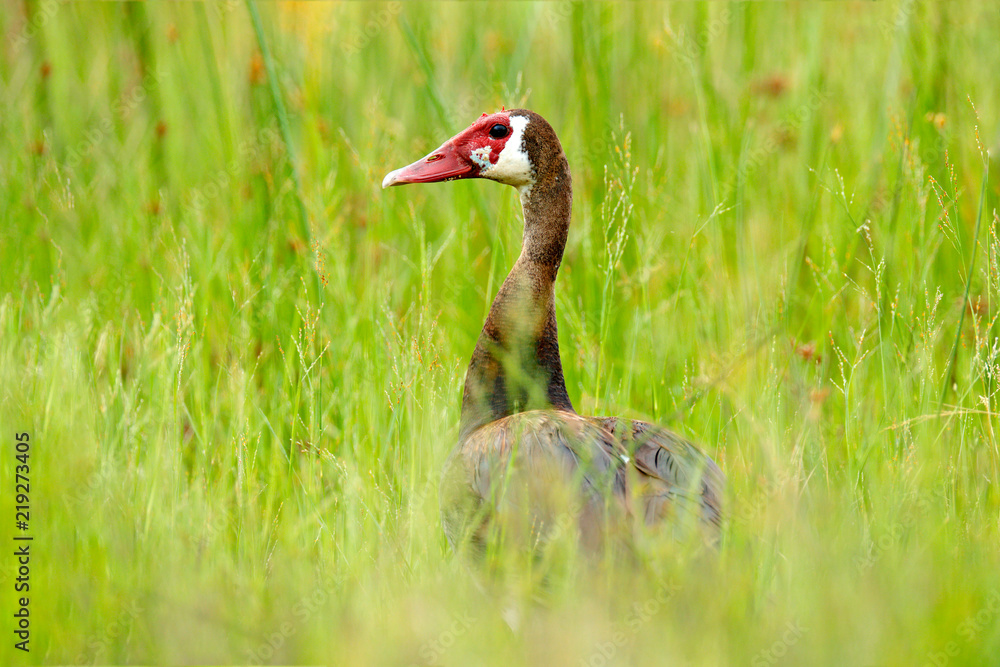 Spur-winged goose, Plectropterus gambensis, big black African bird with ...