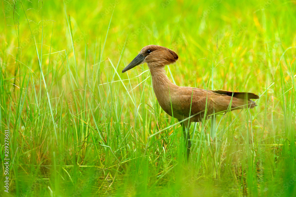 Hamerkop, Scopus umbretta, in the green grass. wet season in Africa ...