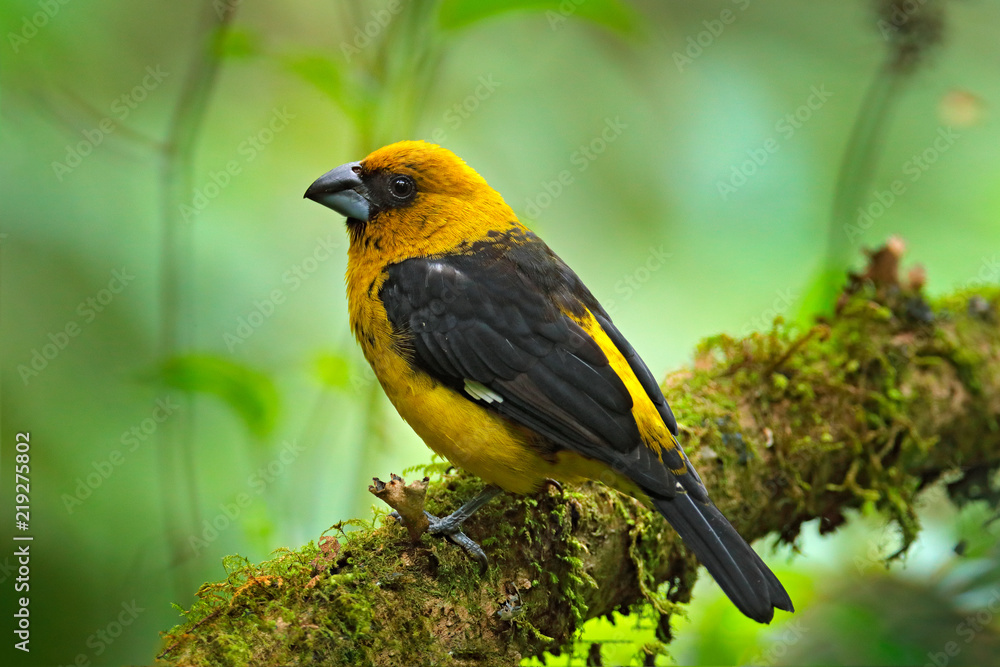 Black-thighed Grosbeak, Pheucticus tibialis, mountain forest bird in ...