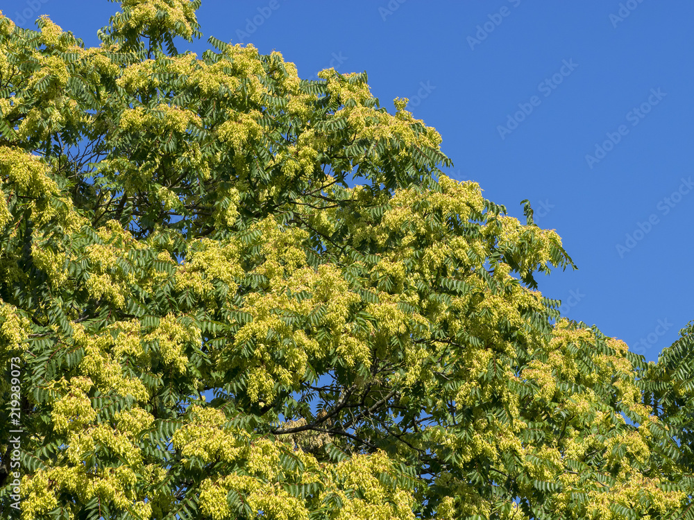Ailanthus altissima. Ailante glanduleux ou vernis de Chine. Un grand ...
