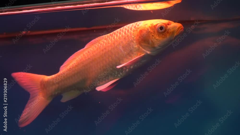Golden Koi fish swims around it's tank. One large goldfish swimming in ...