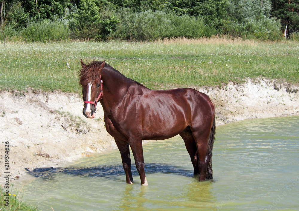 The chestnut stallion of draft breed in the lake during bathing Stock ...