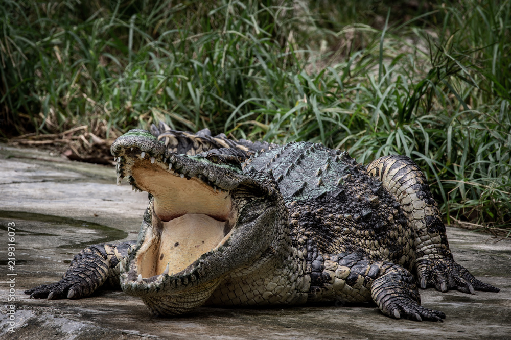 Portrait of freshwater Crocodile in a farm in Thailand, Phuket ...