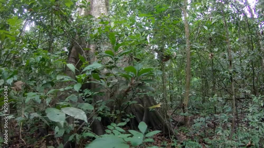A canopy tree roots at amazon rain forest jungle Puerto Maldonado Peru ...