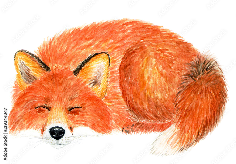 Fox sleeping curled up ring. Watercolor illustration. The Fox sleeps on ...