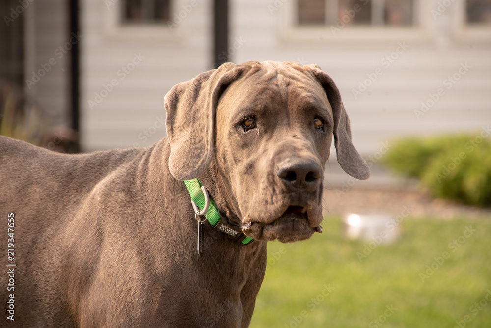 Zwarte Daniff Puppy's