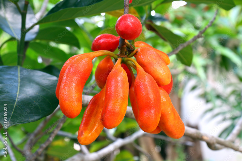 Uvaria rufa Blume Fruit (Carabao Teats), Forest fruit, Buffalo Milk Red ...