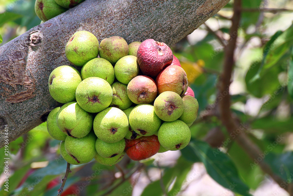 Fig fruit, Ficus Racemosa, Fig on tree nature, Fig Forest fruit, Fig ...