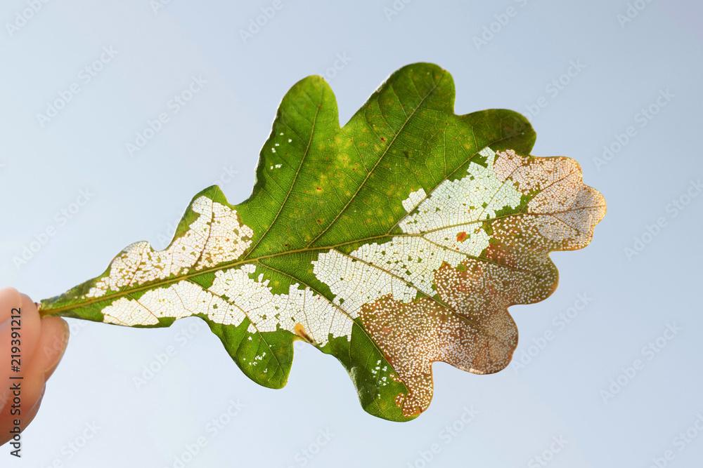 Damaged oak leaf with small sawfly larva pest (genus Caliroa, family ...
