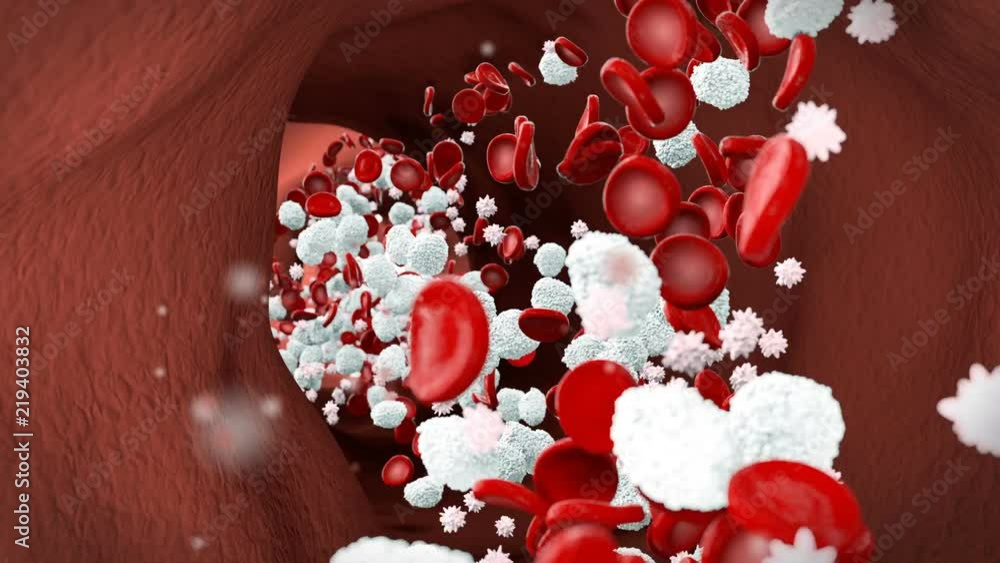 Red blood cells - erythrocytes, white blood cells - leukocytes and ...