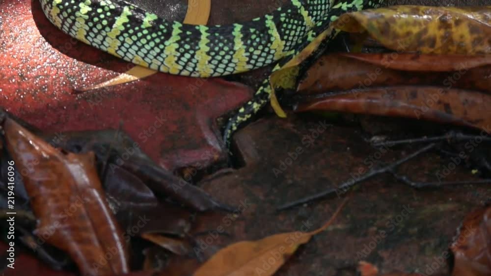 Vidéo Stock Wagler's Temple Pit Viper (Tropidolaemus wagleri) Sleeping ...