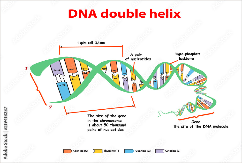 DNA structure double helix on white background. Nucleotide, Phosphate ...