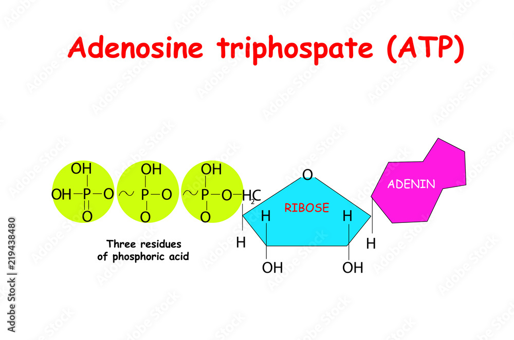 Adenosine Triphosphate Atp Definition How It Works And 52 Off