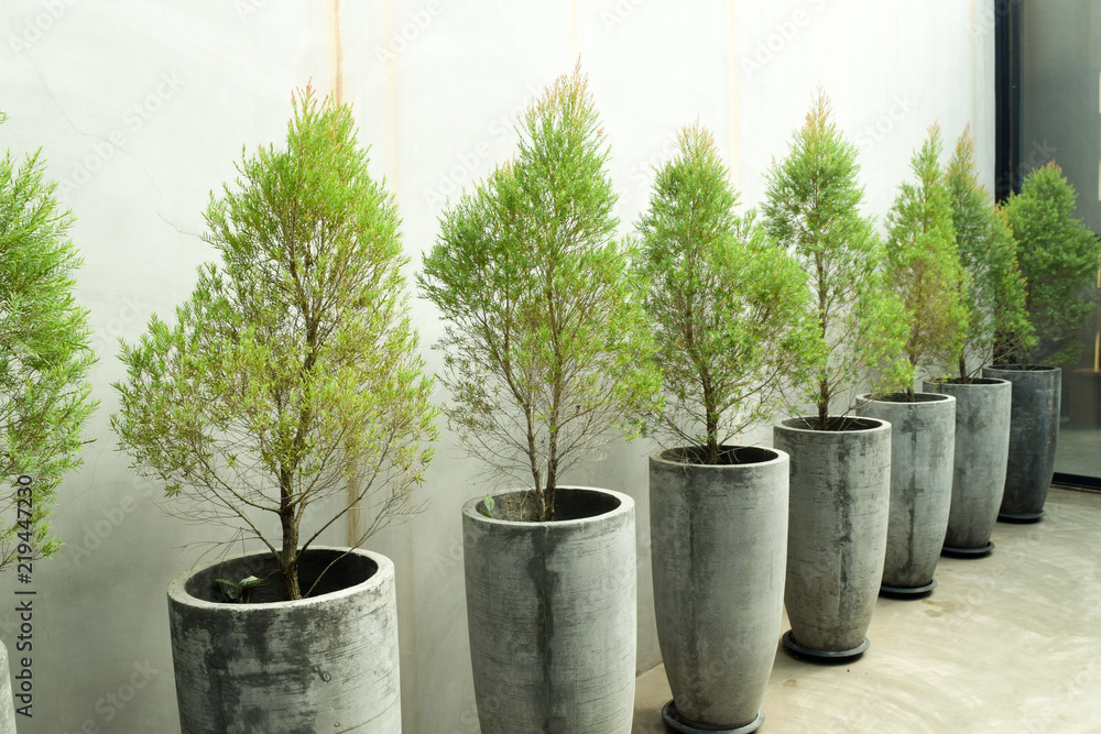 Tall Potted Trees
