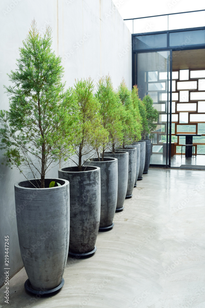 Tall Potted Trees