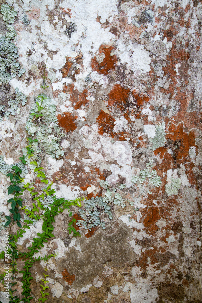 colorful bark of Dipteryx Odorata also known as: Cumaru, tonka ...