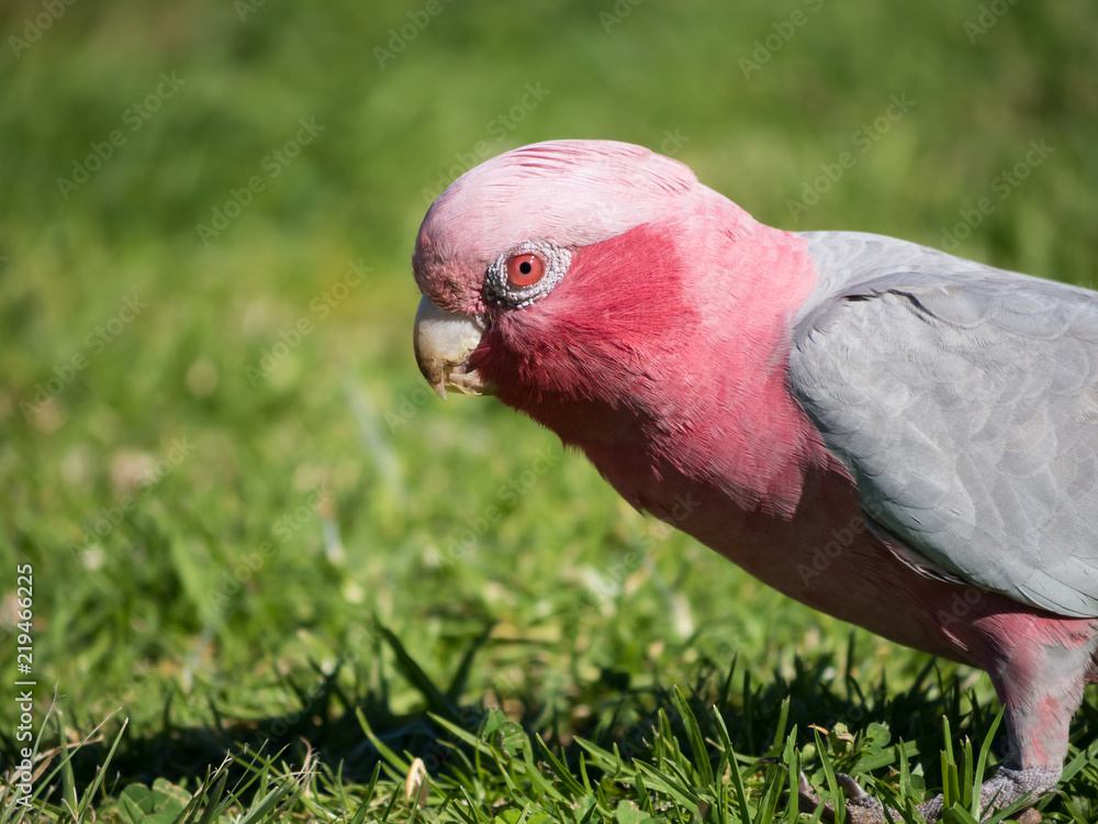 Galah rose-breasted cockatoo, galah cockatoo, pink and grey cockatoo or ...