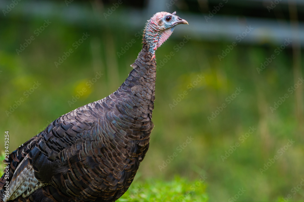 Young Male Wild Turkey