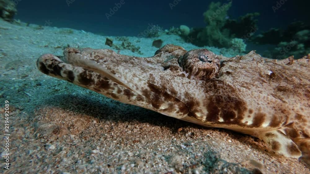 Crocodile Fish Underwater. Picture of flathead crocodilefish ...