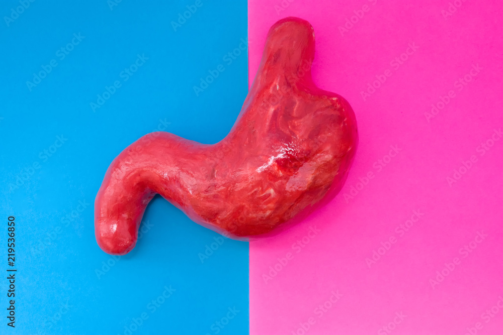 Anatomical shape of stomach is located in middle of frame, divided by ...